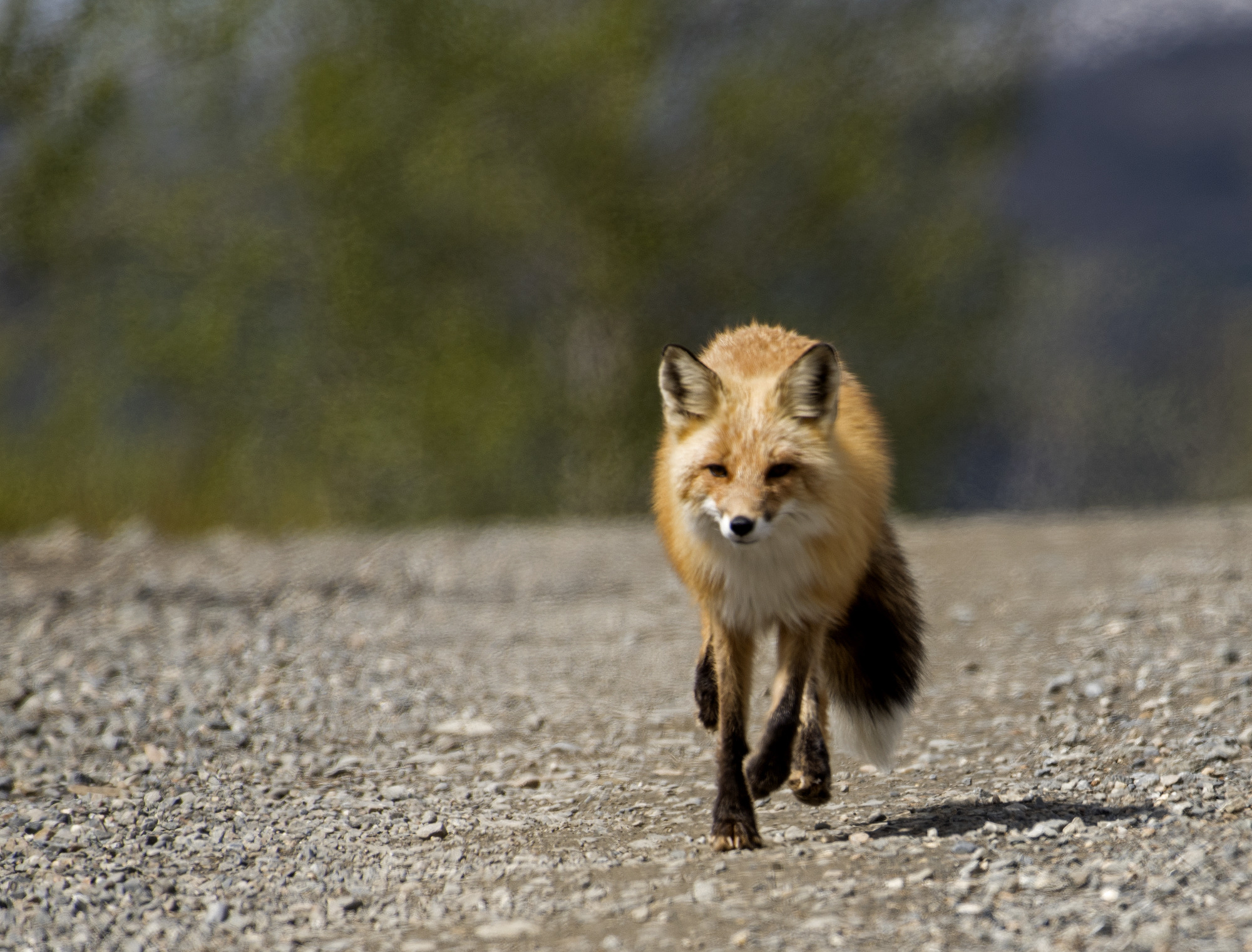 Calico Red Fox