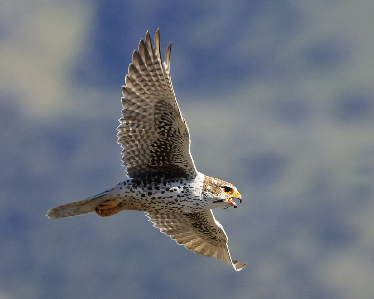 Prairie Falcon In Flight