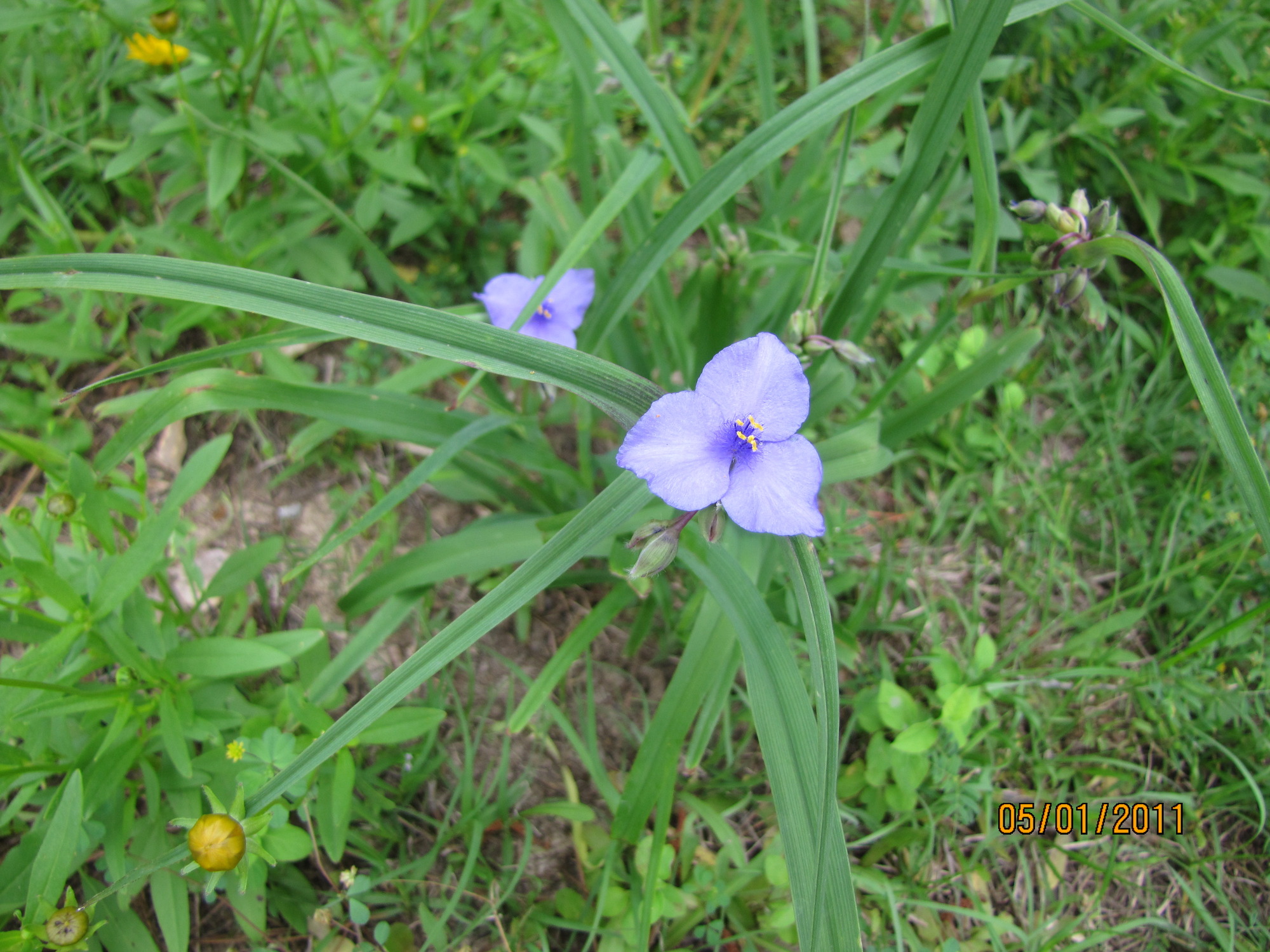 Purple Flower With Three Petals | Best Flower Site