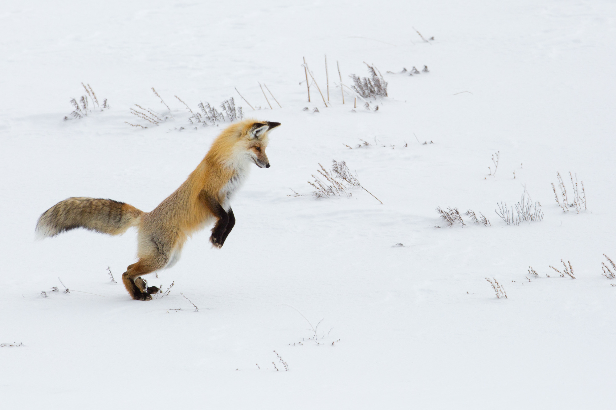 Red Fox Jumping Into Snow