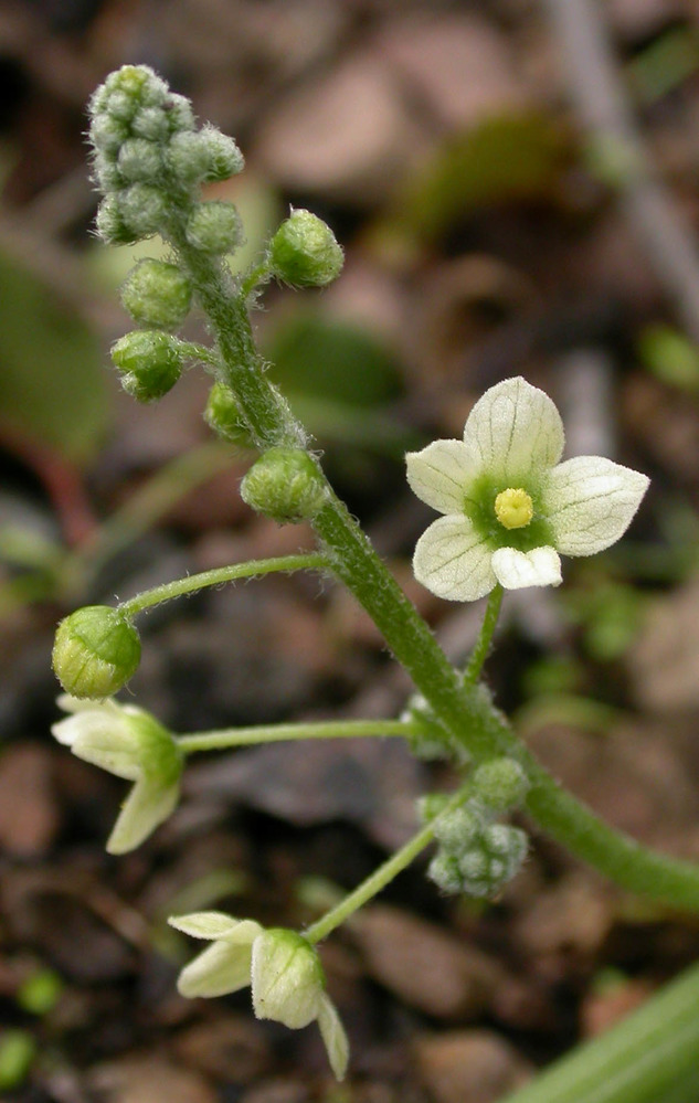 Indian Warrior Flower Buds | Best Flower Site