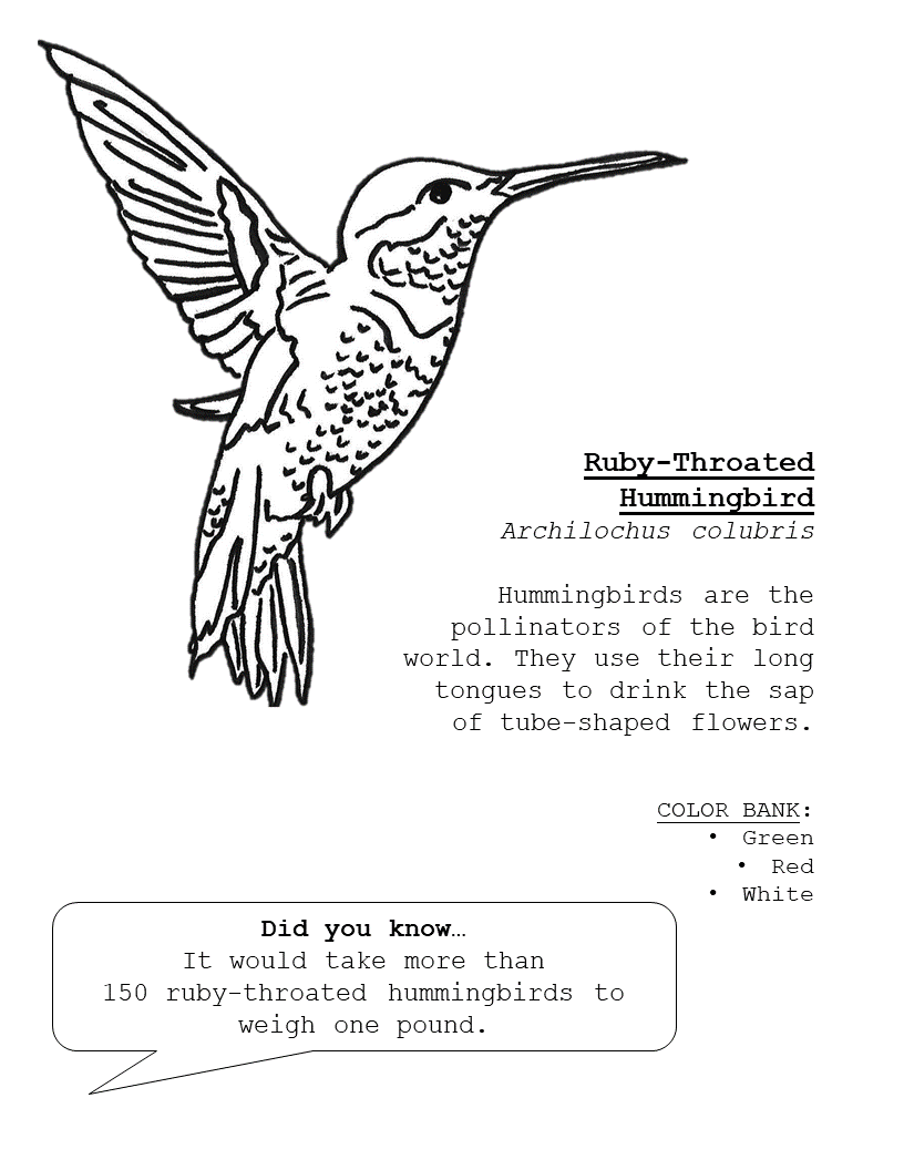 Ruby Throated Hummingbird Coloring Pages