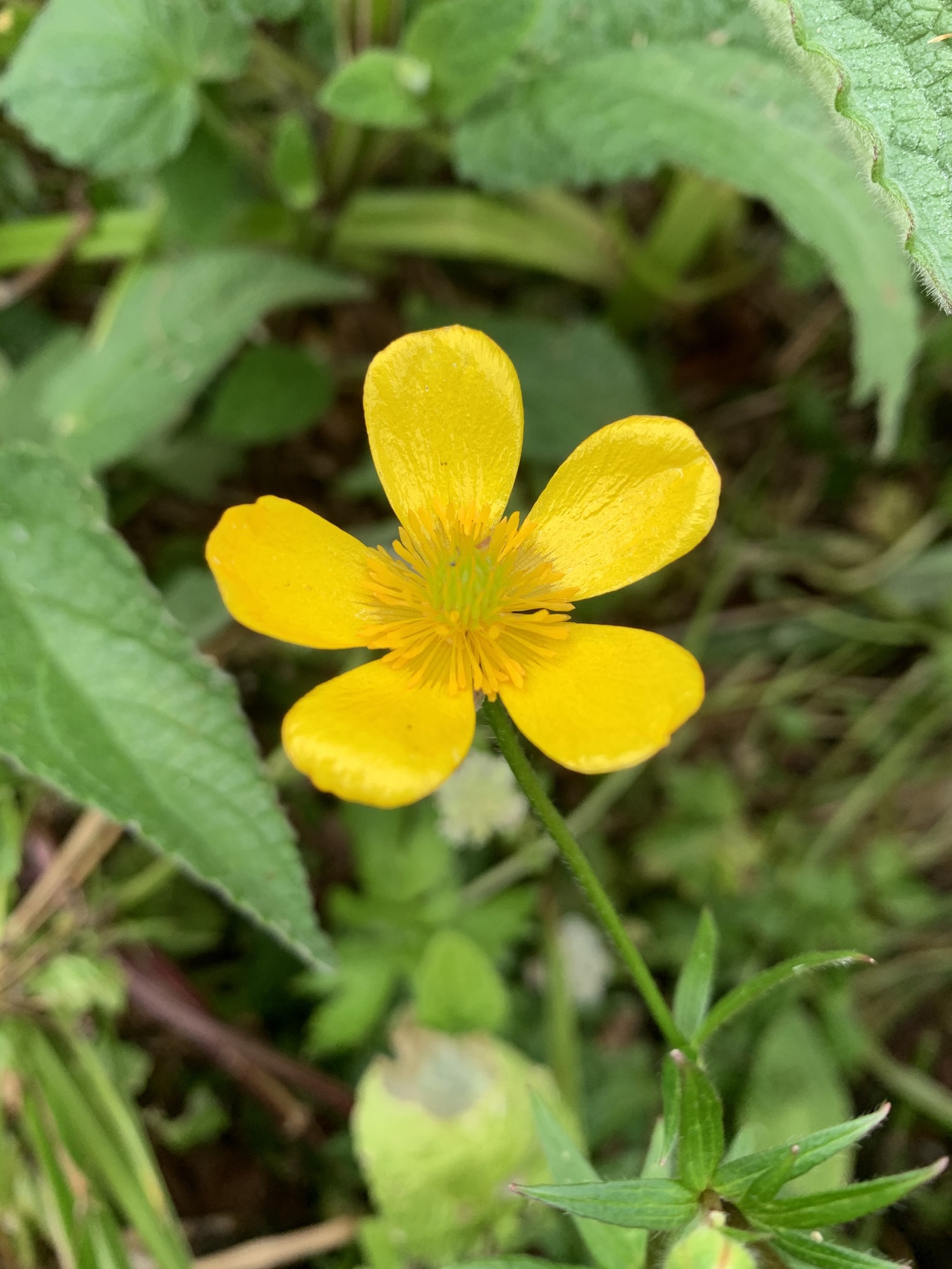 Small 5 Petal Yellow Flower | Best Flower Site