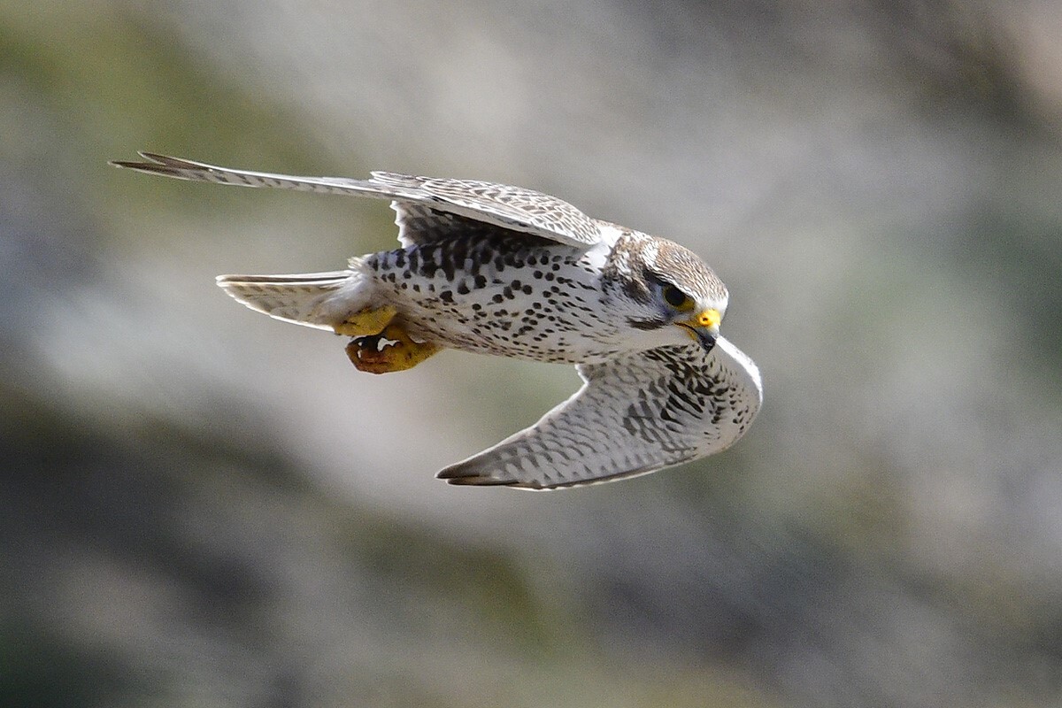 Prairie Falcon Flying