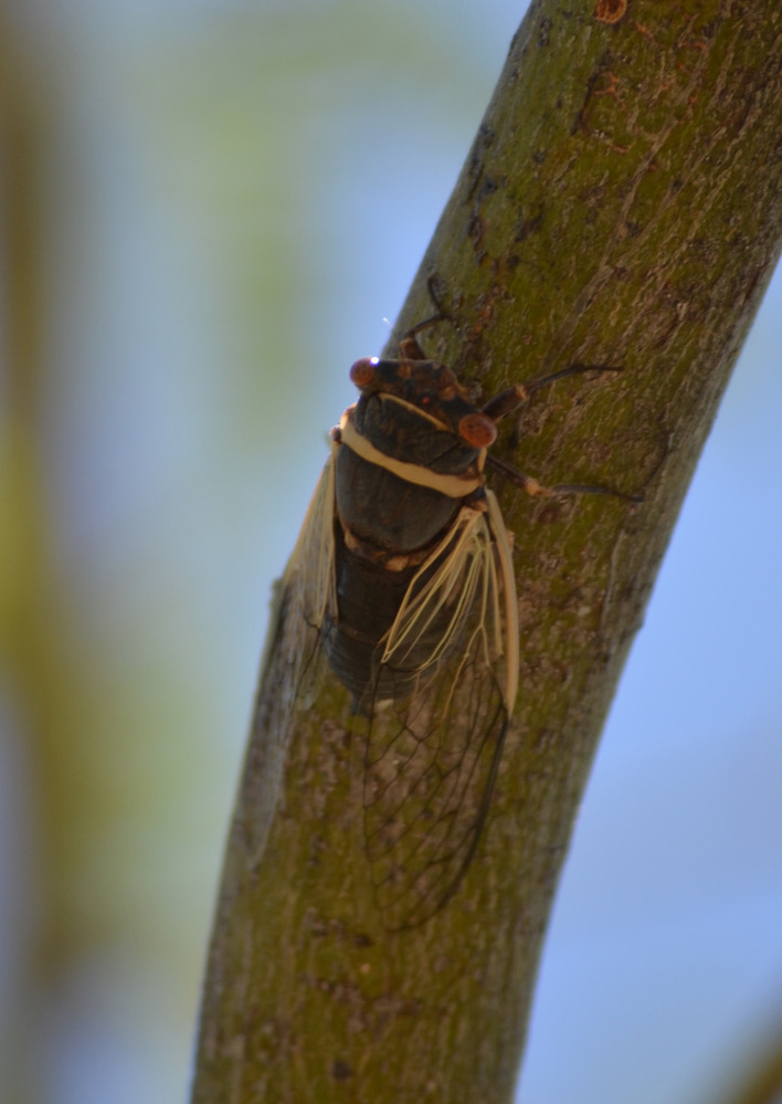Description Of Cicada