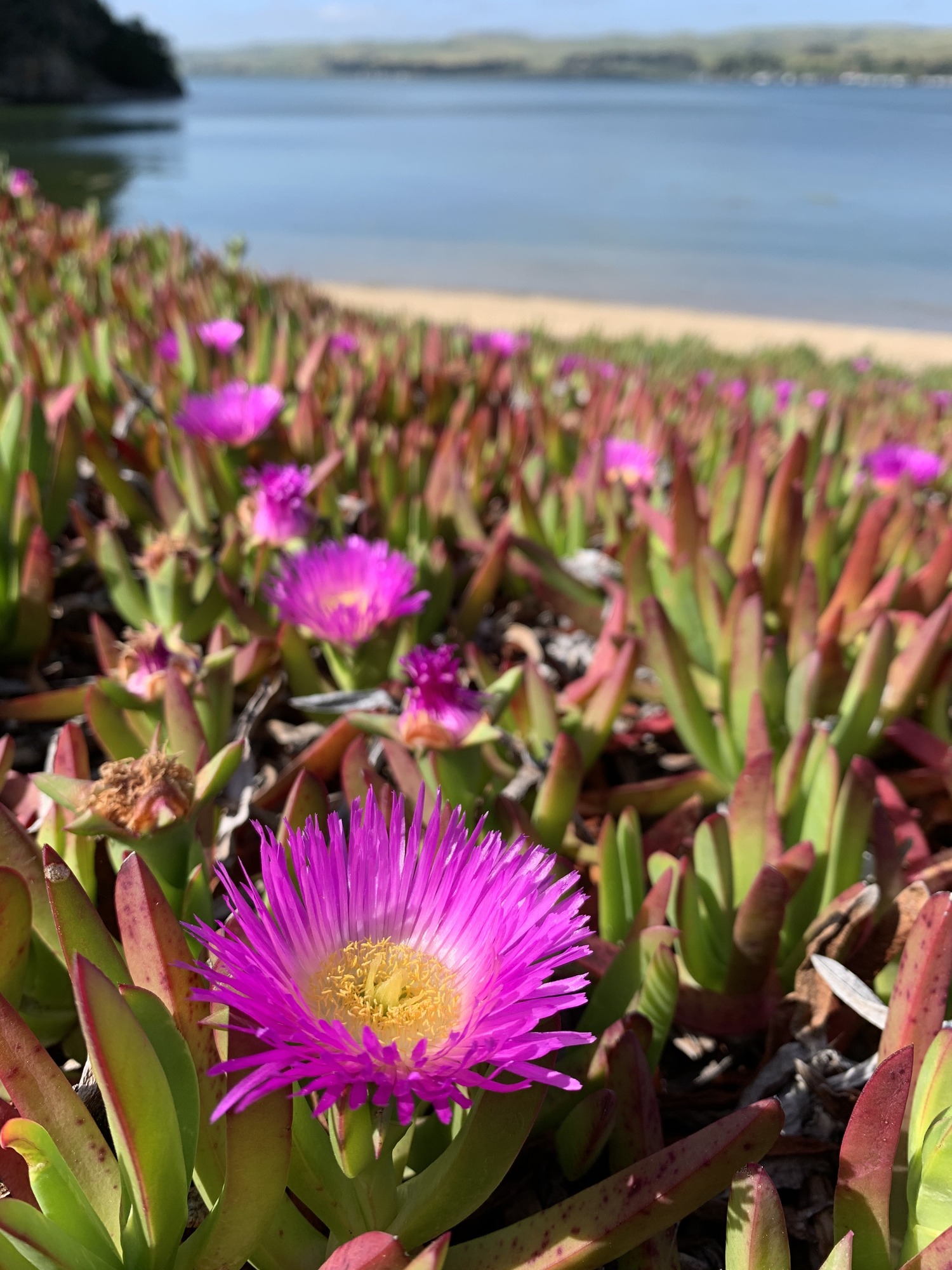 Seashore Plants