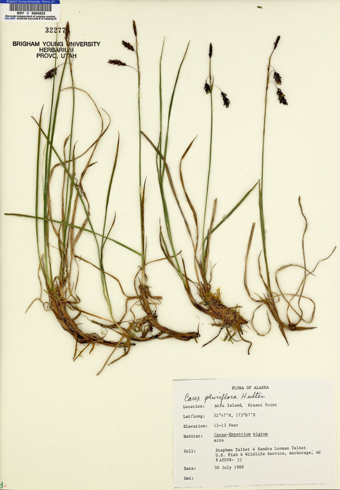 Types Of Sedge Grass