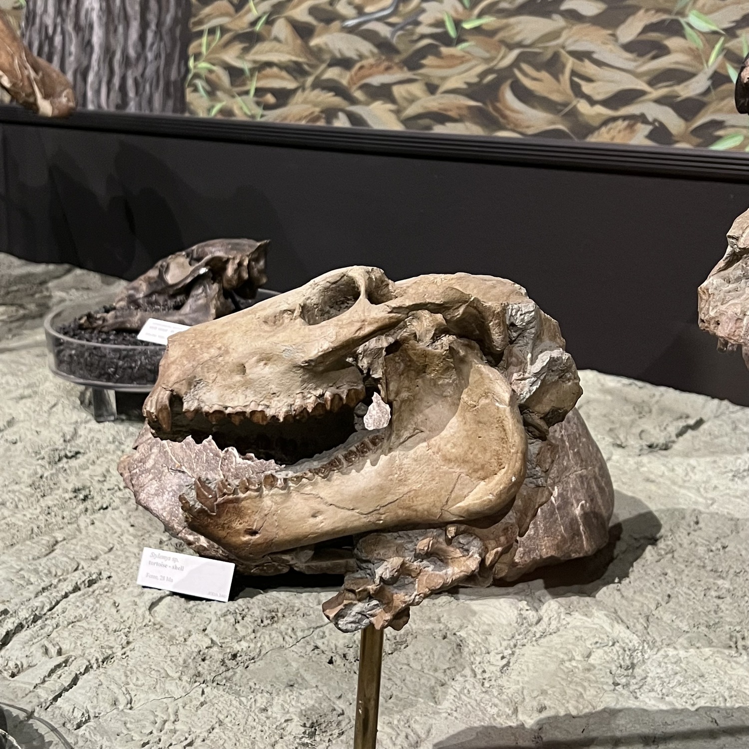Entelodont Skeleton