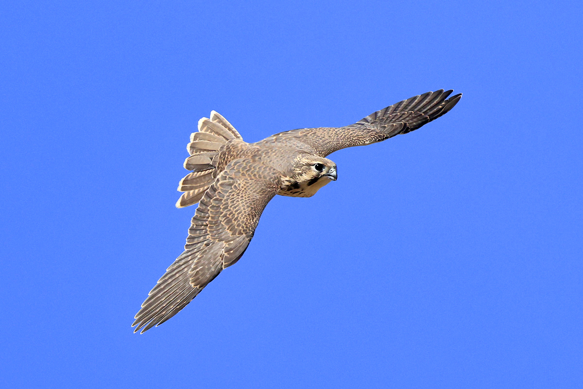 Prairie Falcon In Flight
