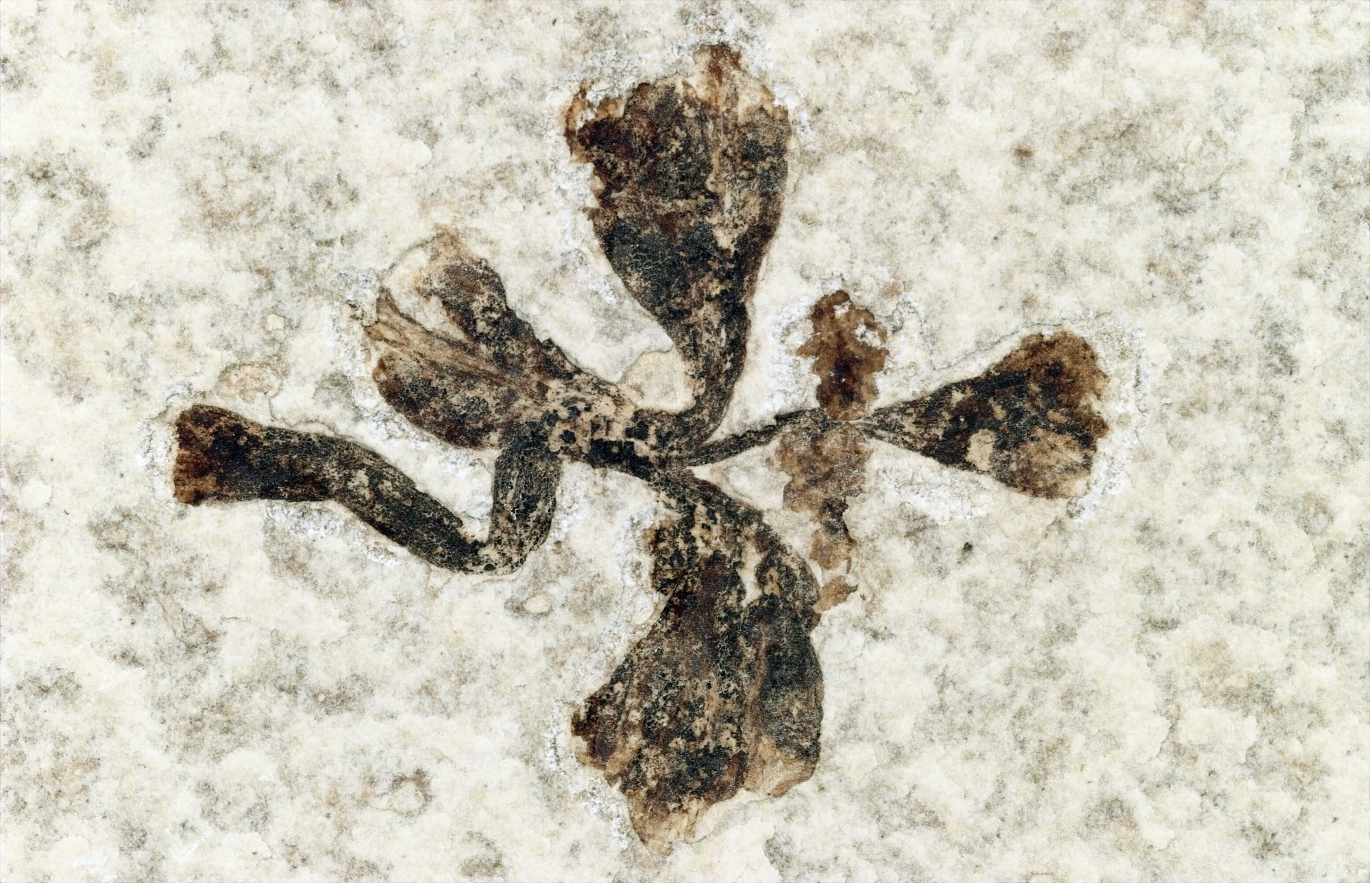 Flower Fossil