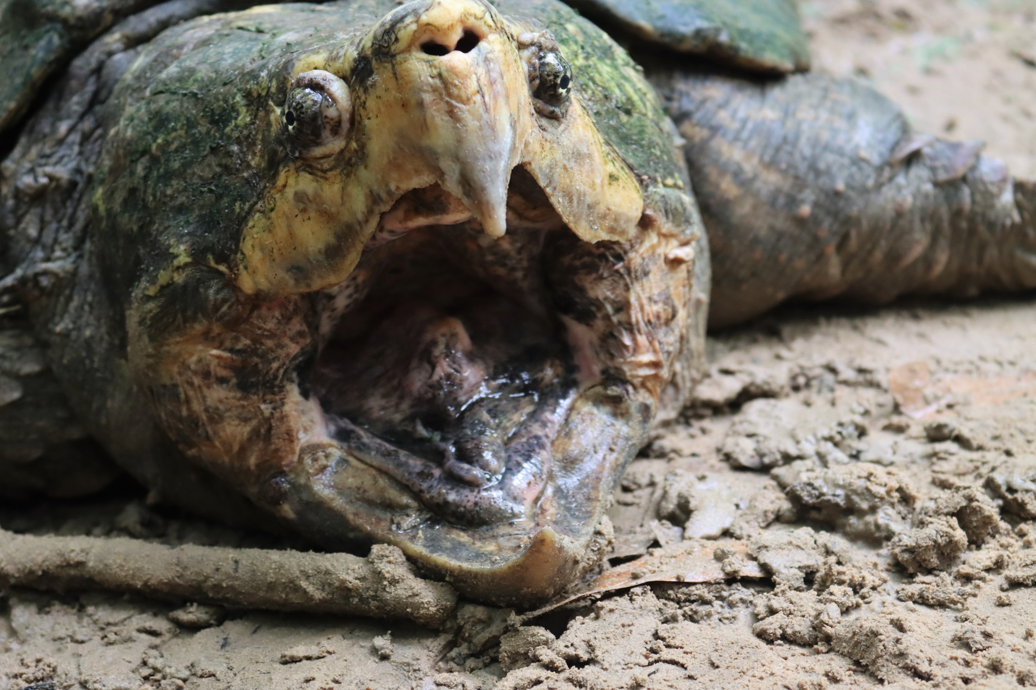 Snapping Turtle Face