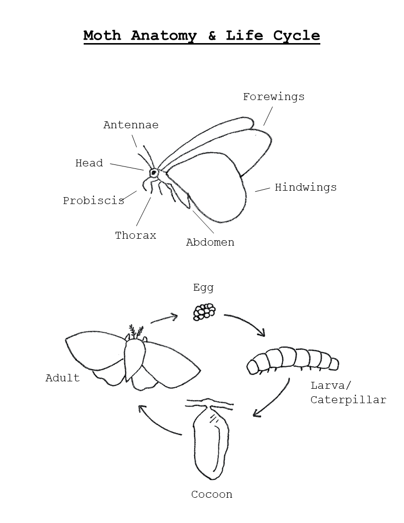 Life Cycle Of A Moth