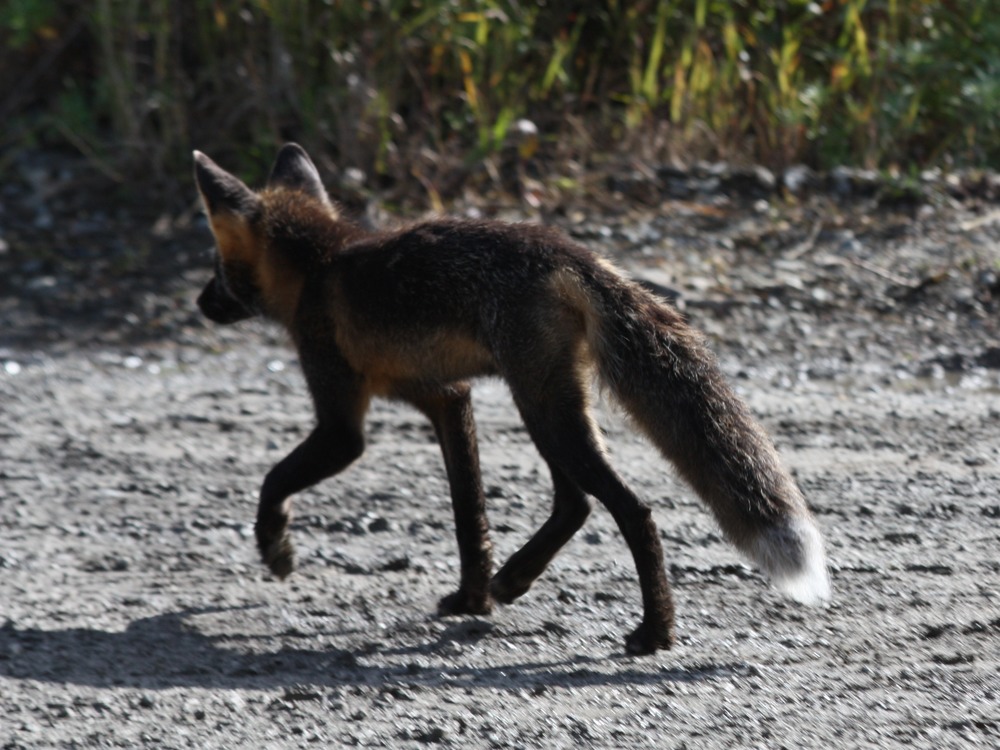 Calico Red Fox