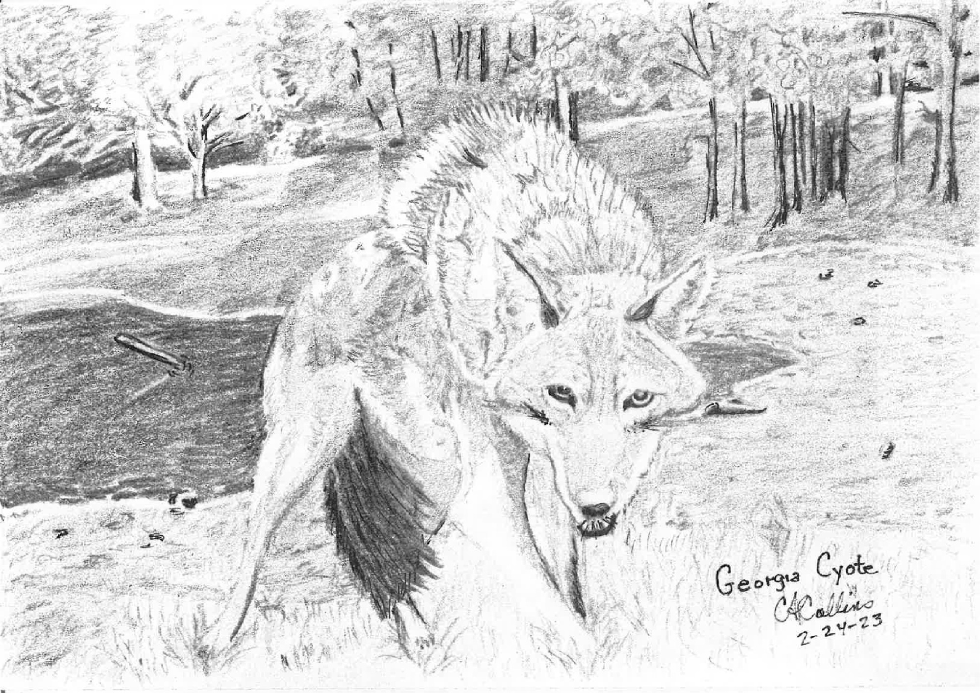 Coyote Face Drawing