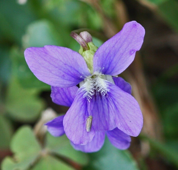 Four Petal Purple Flower | Best Flower Site