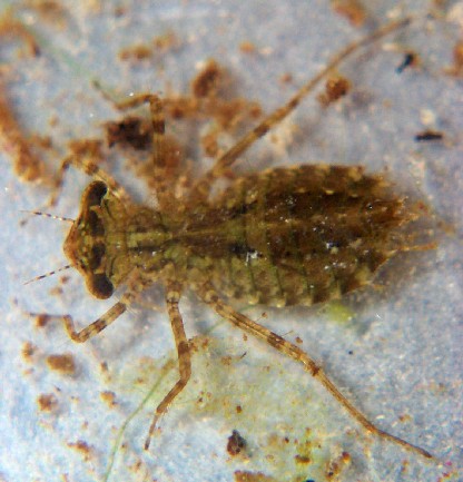Gomphidae Larvae