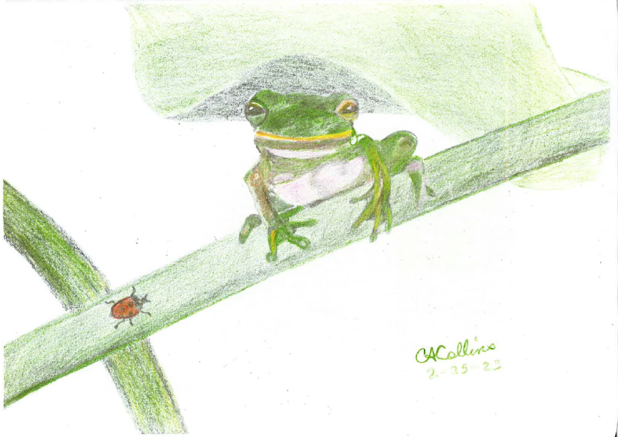 Green Tree Frog Drawing