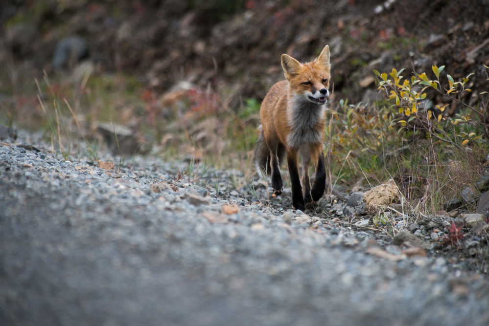 Calico Red Fox