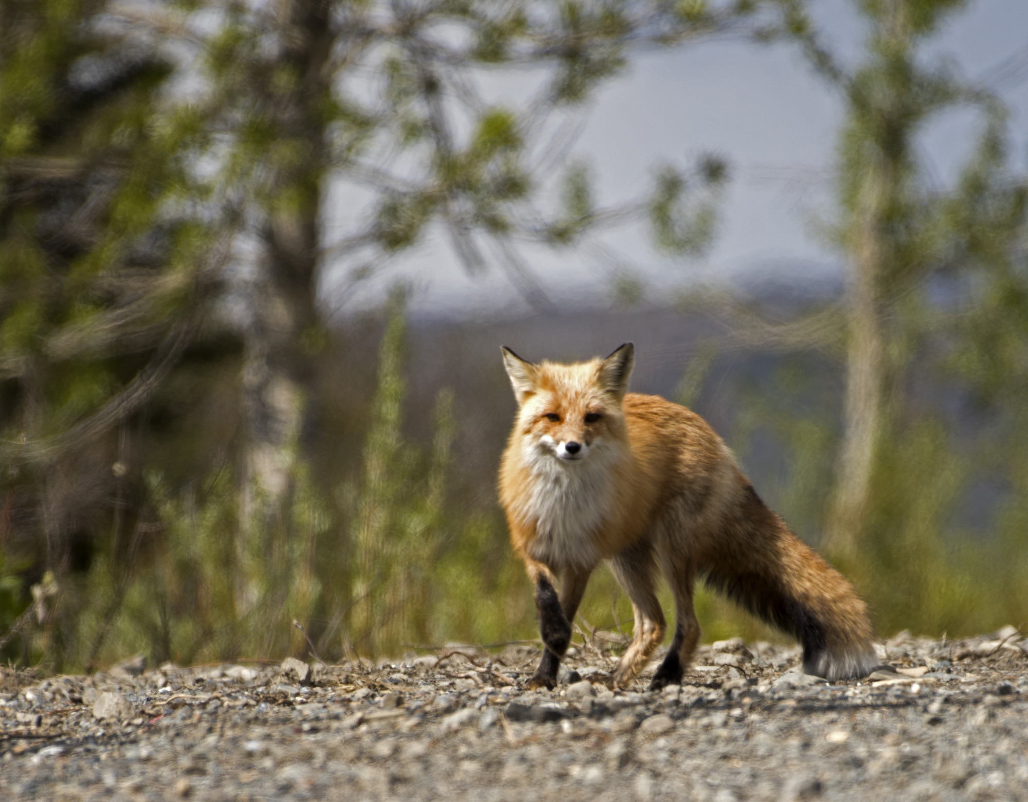 Calico Red Fox