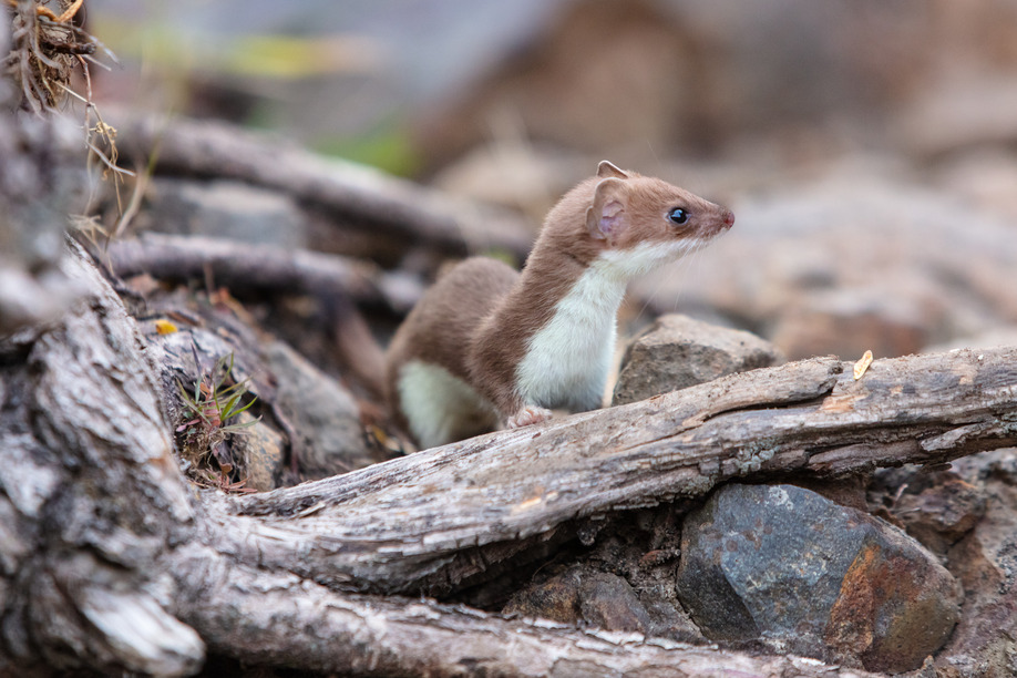 Brown Weasel