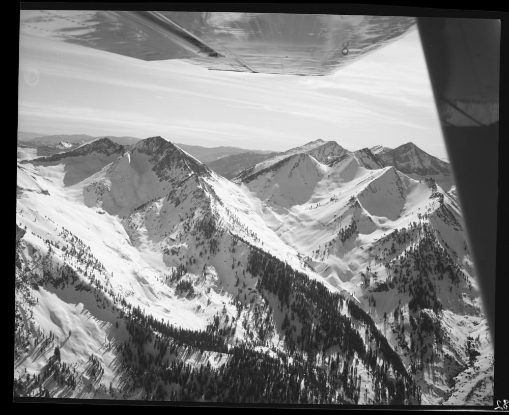 NPGallery Asset Detail