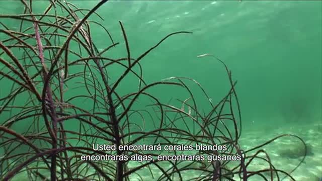 Video (U.S. National Park Service)