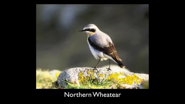 Video (U.S. National Park Service)