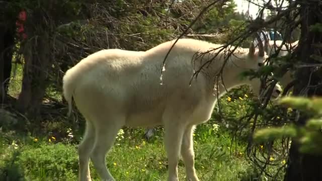 Video (U.S. National Park Service)