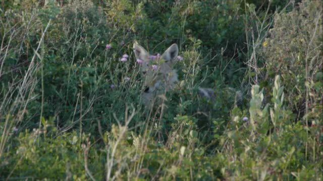 Video (U.S. National Park Service)
