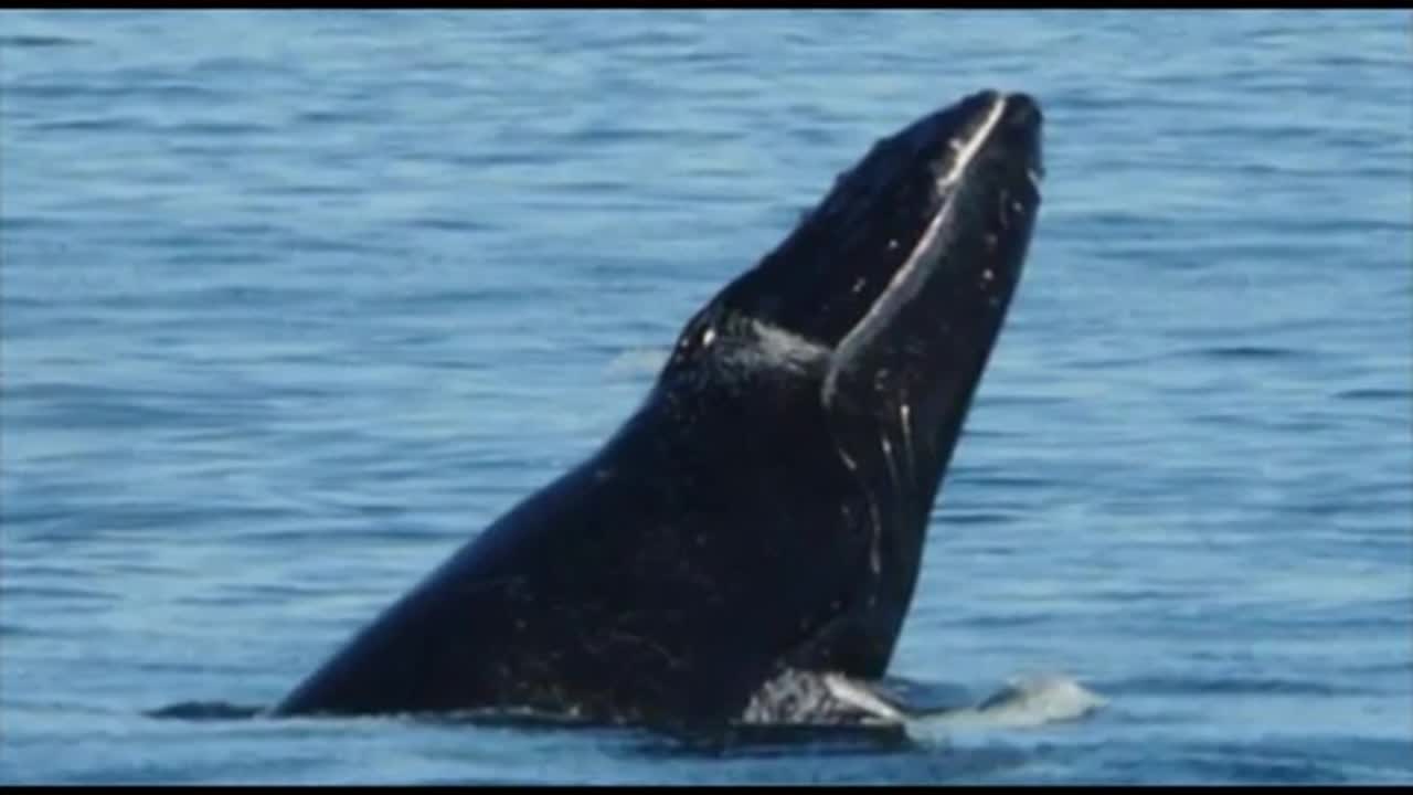 Video (U.S. National Park Service)