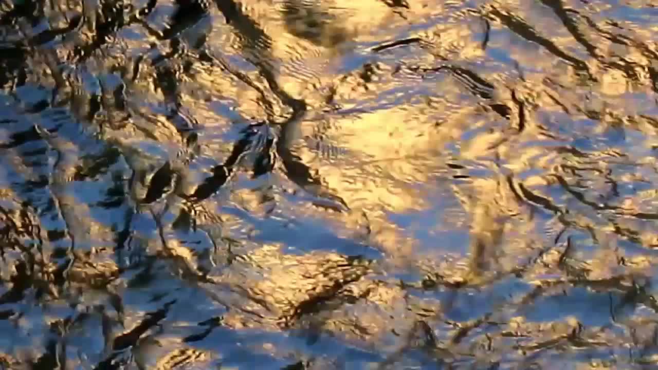 Video (U.S. National Park Service)