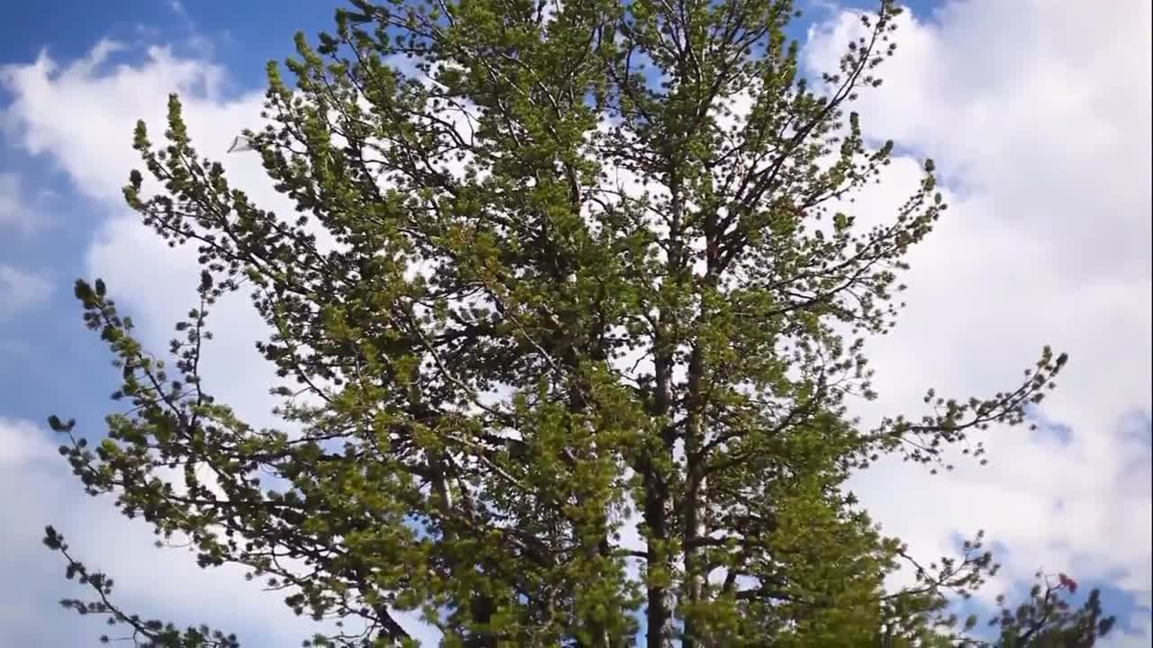 Video (U.S. National Park Service)