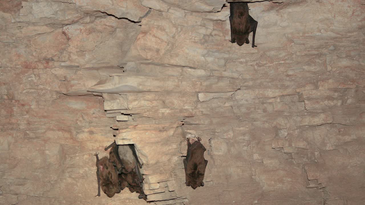 Video (U.S. National Park Service)