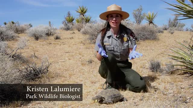 Video (U.S. National Park Service)