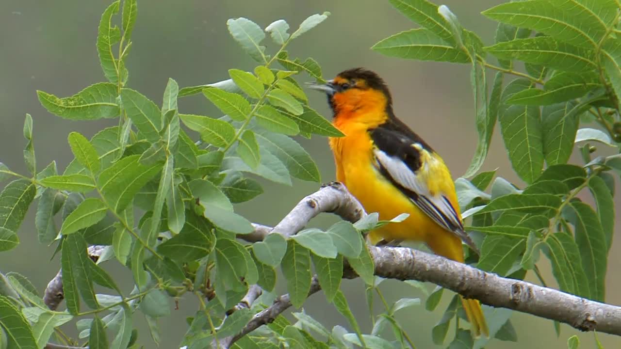 Video (U.S. National Park Service)