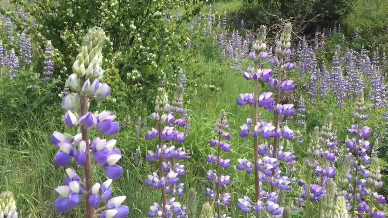 Video (U.S. National Park Service)