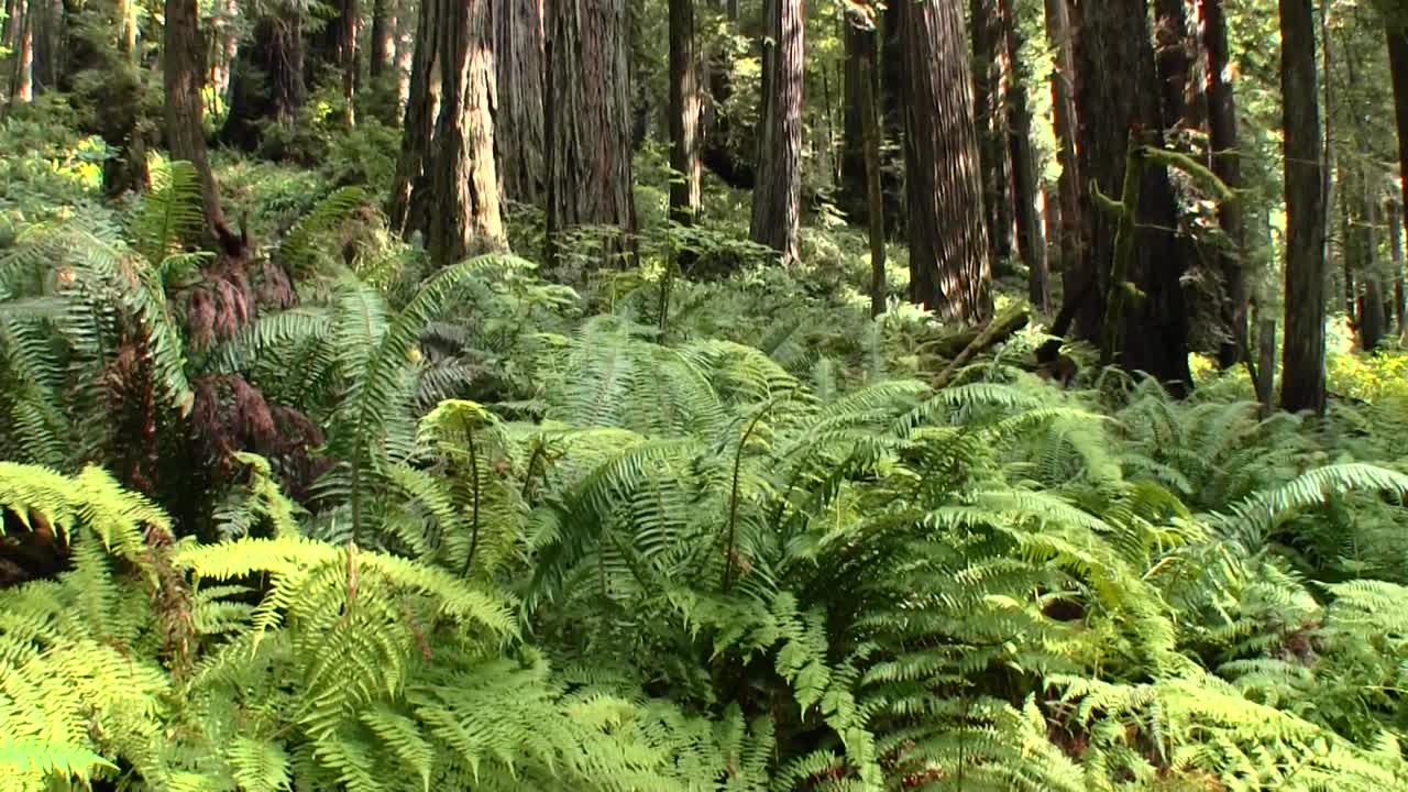 Video (U.S. National Park Service)