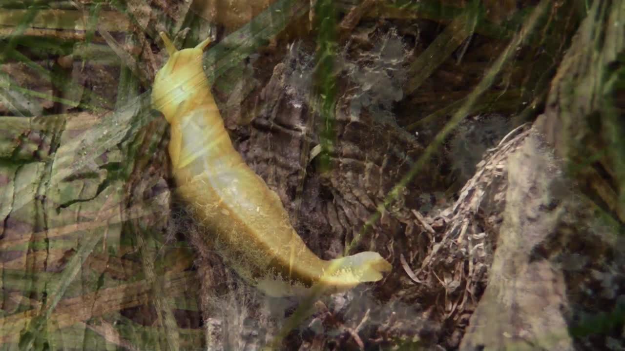 Video (U.S. National Park Service)