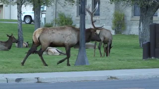 Video (U.S. National Park Service)
