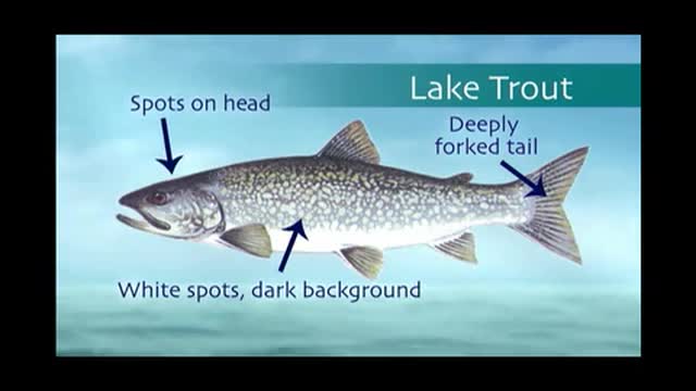 The Inside Of A Trout Diagram