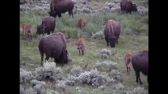 Video (U.S. National Park Service)