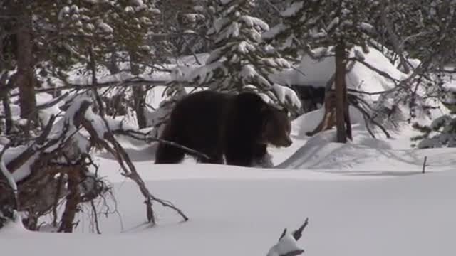Video (U.S. National Park Service)