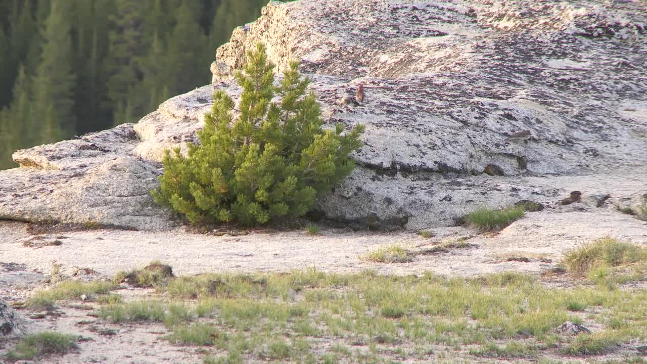 Video U S National Park Service