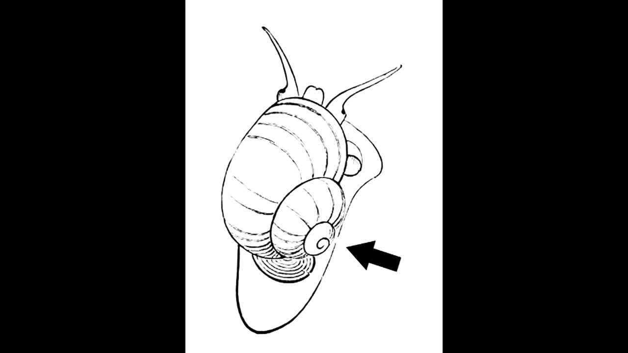 Video (U.S. National Park Service)