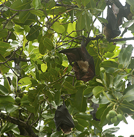 Fruit Bats - National Park of American Samoa (U.S. National Park Service)
