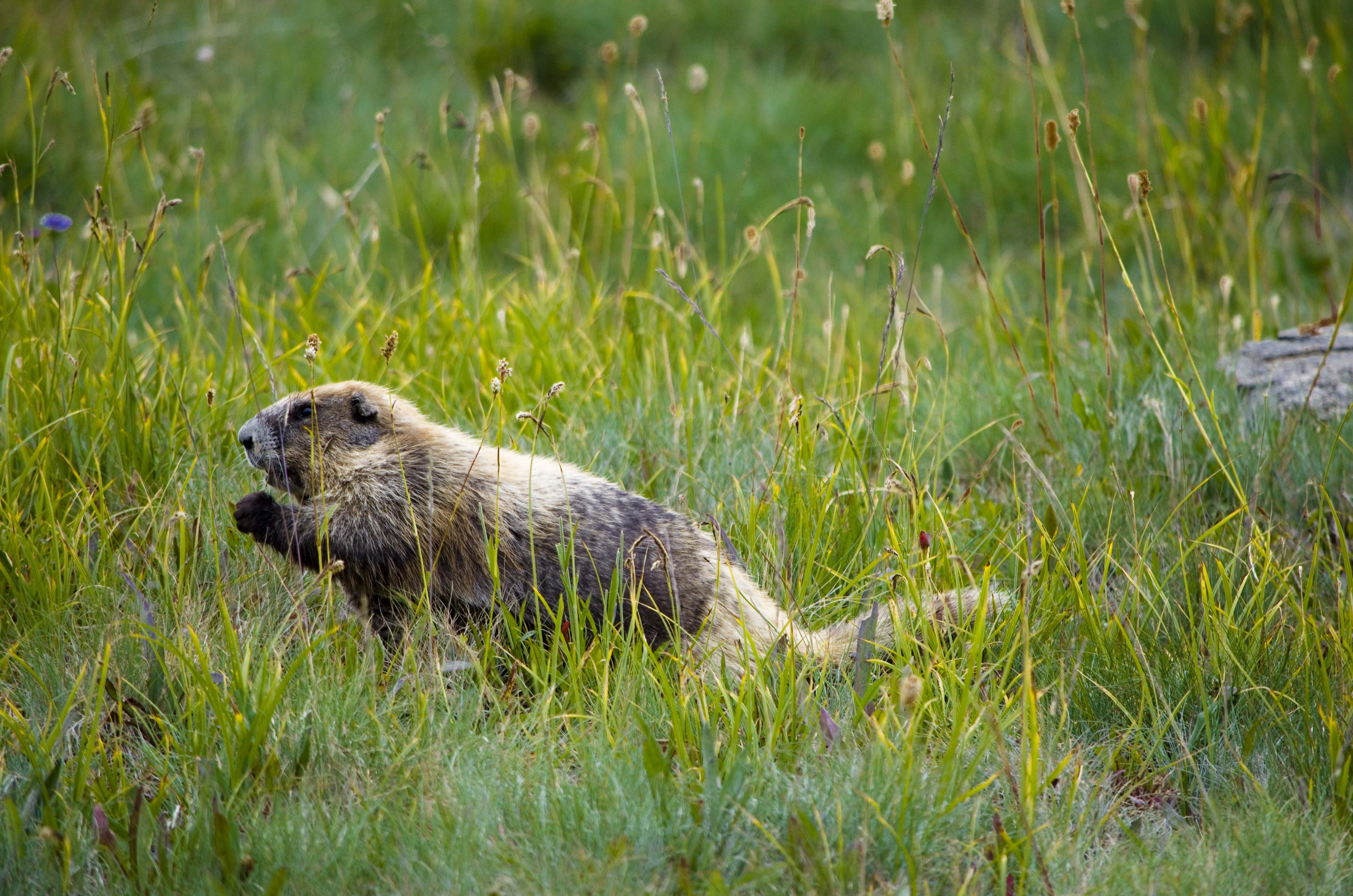 2021 Marmot Monitoring Results - Olympic National Park (U.S. National ...
