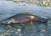Anadromous Fish - Olympic National Park (U.S. National Park Service)