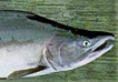 Anadromous Fish - Olympic National Park (U.S. National Park Service)