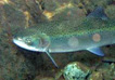 Anadromous Fish - Olympic National Park (U.S. National Park Service)