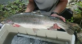 Adopt-A-Fish: Radiotracking the Return of Pacific Salmon to the Elwha ...